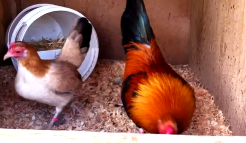 6 NPIP/AI CLEAN Wheaten Old English Game Bantam Hatching Eggs SHOW ...