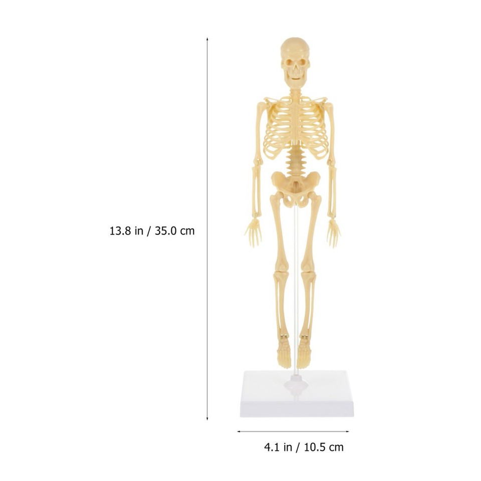 Plastic Human Skeleton Model Articulated Joints Simulation Mannequin ...
