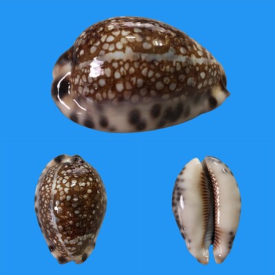 Cypraea histrio, Mitsio Isl., Madagascar, 53 mm, TOP SPECIMEN | eBay