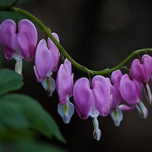 25 Purple Bleeding Heart Seeds Shade Plant Flowers Flower Seed 318 US ...