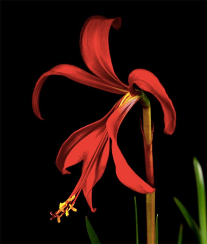 Sprekelia Formosissima or Aztec Lily Bulb - Easy to Grow if Planted Red ...