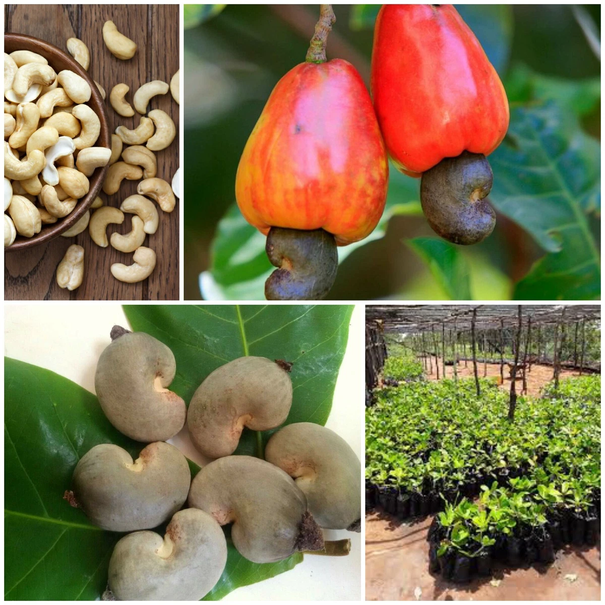 Cashew Nut Fruit Tree