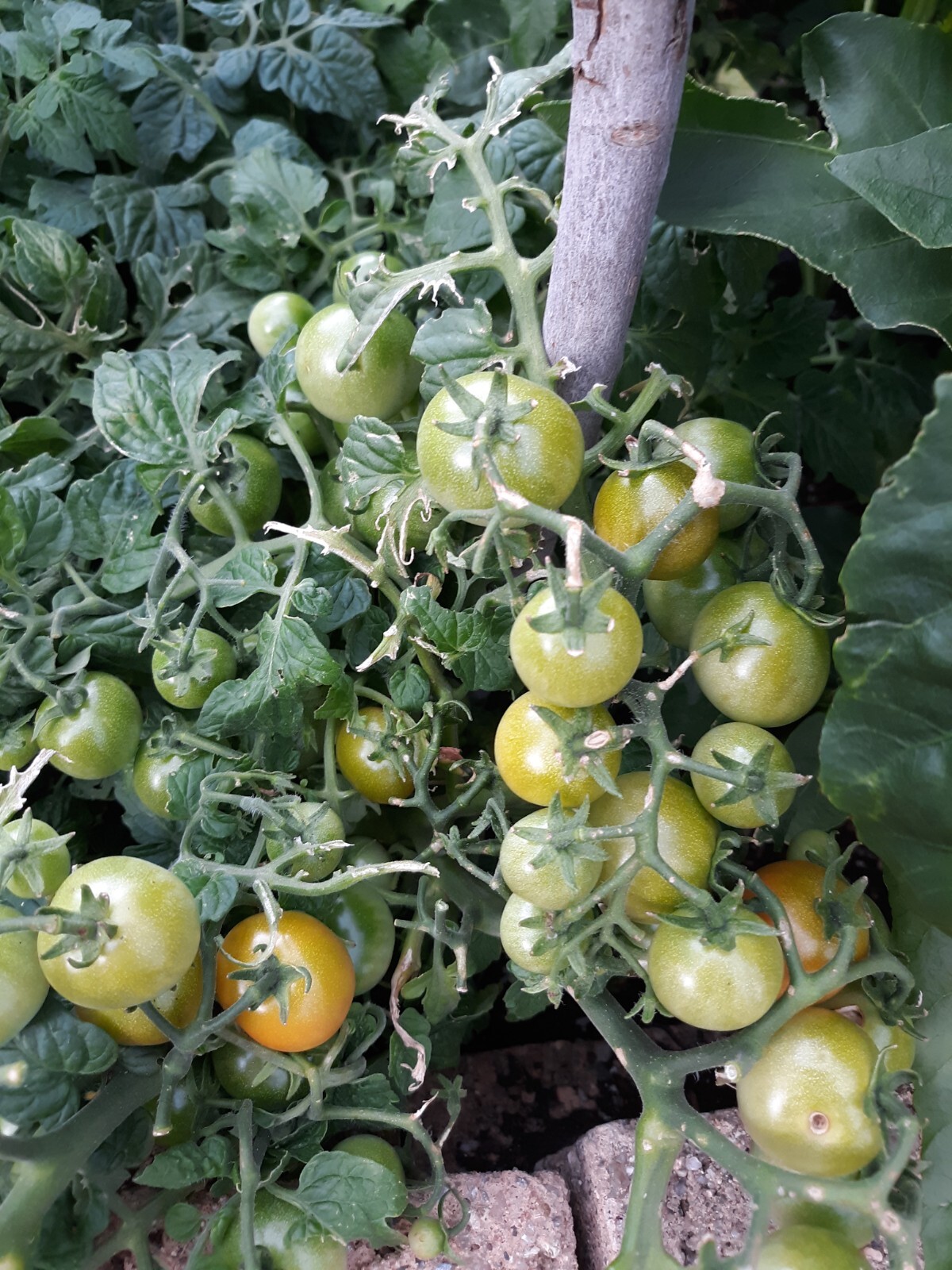 Heirloom Red Robin Tomato Seeds Micro-Dwarf Container, Hydroponic, 20 ...