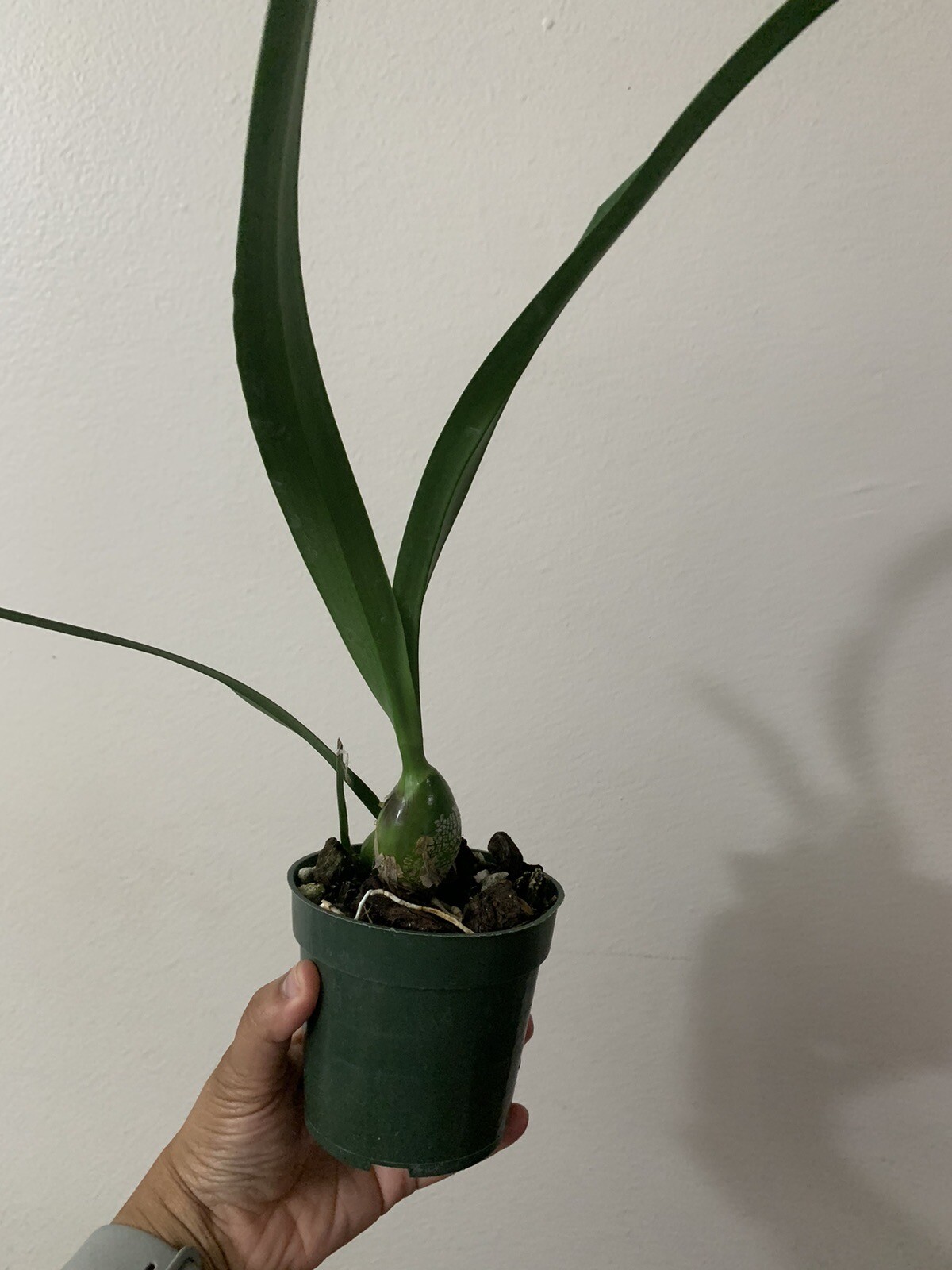 Epi. Rioclarense Orchid Encyclia | eBay