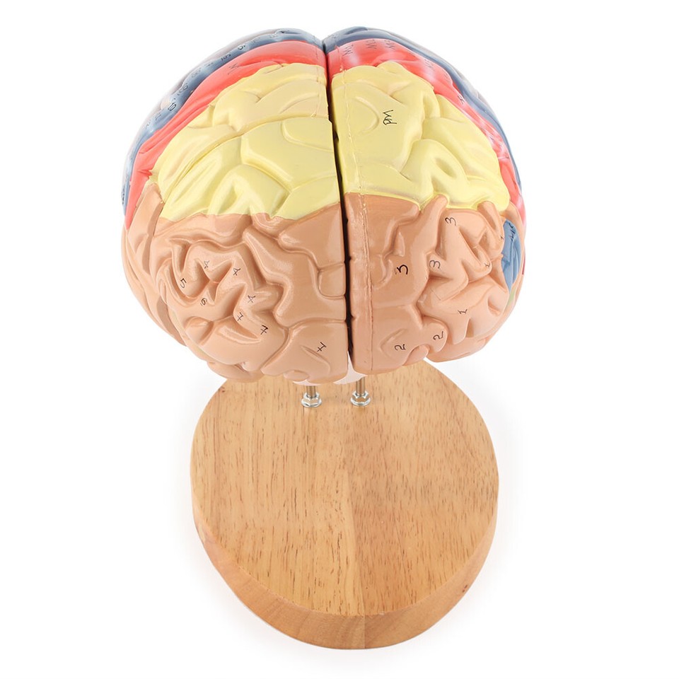 Medical Anatomical Human Brain Model Anatomy Cerebral Cortex Brain ...