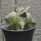 Astrophytum myriostigma cv. KIKKO, TOP SELECTION!! ebay-P021 | eBay