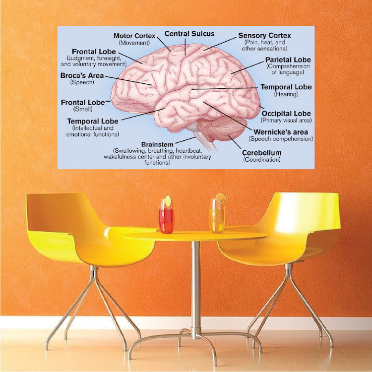 Brain Wall Mural Decal Vinyl Doctors Office Science Nuero Anatomy ...