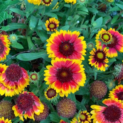 100 Graines de Gaillarde de Mon Jardin - fleurs plantes vivace | eBay