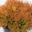Thuja occidentalis 'Fire Chief' NEW INTRODUCTION. Evergreen Dwarf Shrub ...