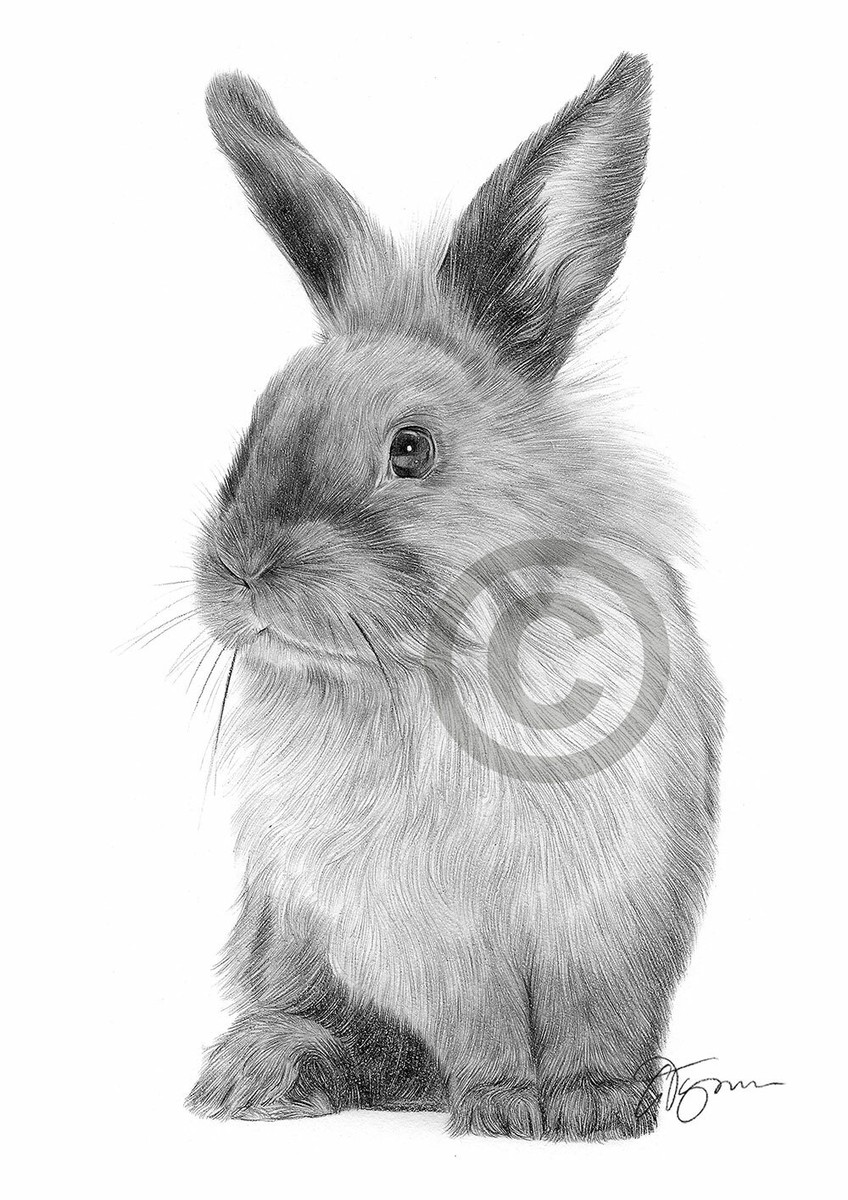 Pygmy Rabbit Drawing