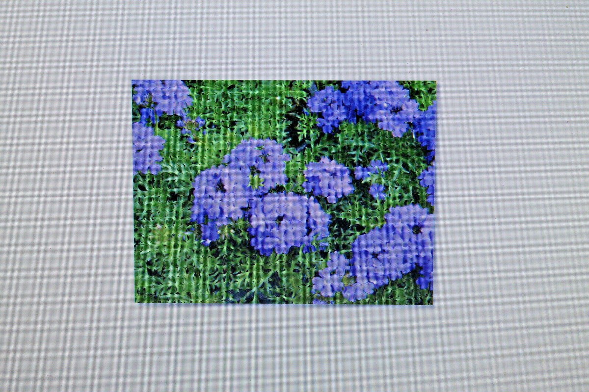 Reproducción De La Planta Verbena Te Presentamos La Ficha Técnica De
