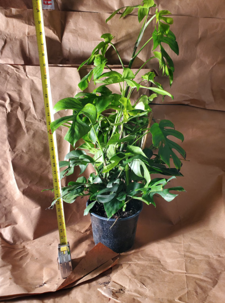 Mini monstera, mini split-leaf, Ginny philodendron 2-3ft LIVE PLANT | eBay