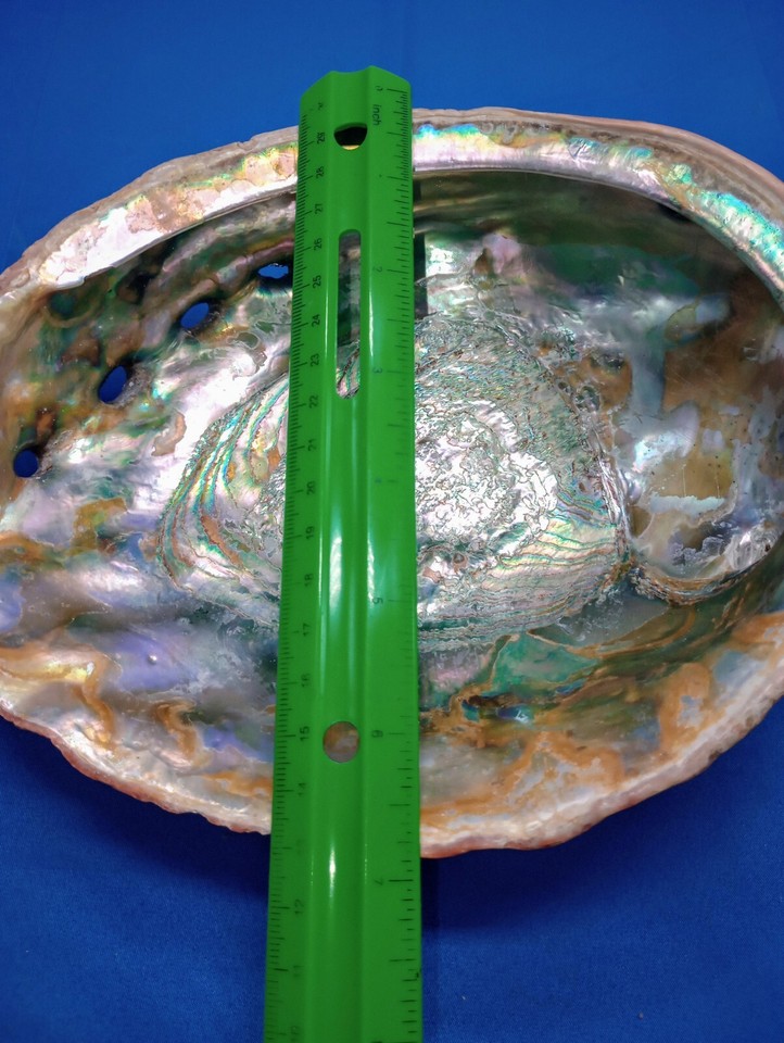 Natural Vintage Red Abalone Shell 8.5” x 6.5" | eBay