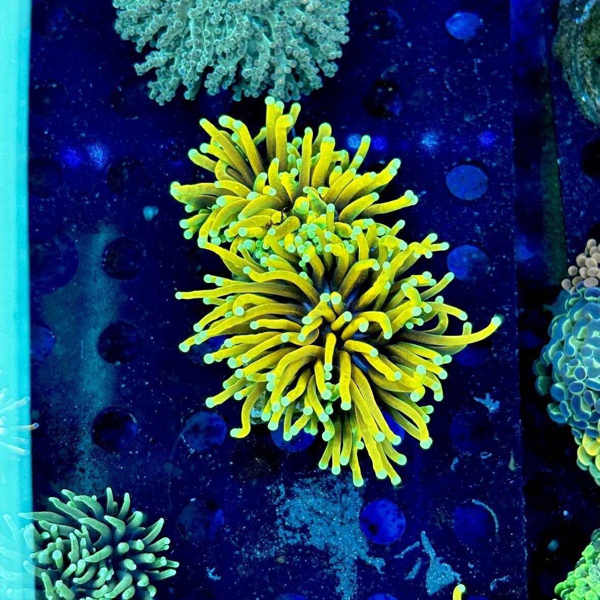 Hellfire Torch Coral (2 Head)| Euphyllia | WYSIWYG | Live Coral | Coral Cave STL | eBay