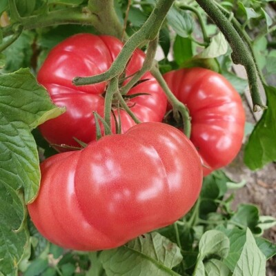 15 Pink Raspberry Maliniak Tomato Seeds - Heirloom | eBay UK