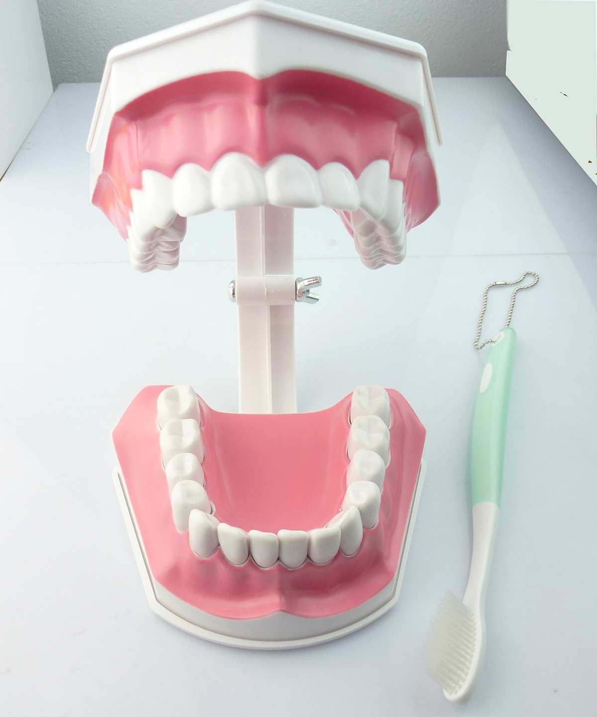 EASYINSMILE 1X Dental Teaching Typodont Model Large With Removable ...