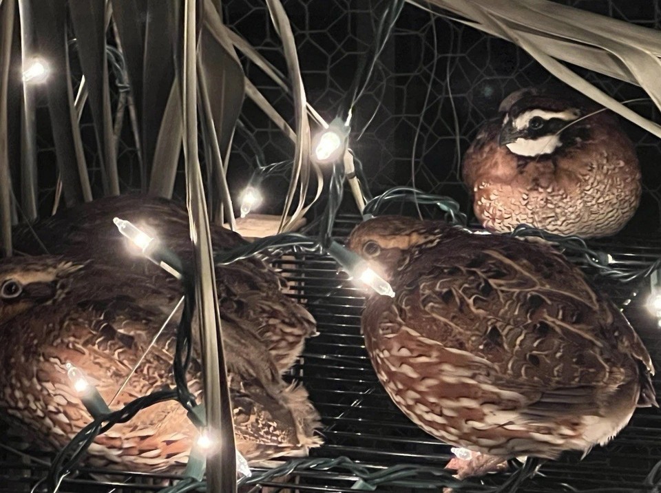 Butler Bobwhite Quail Hatching Eggs Giants | eBay