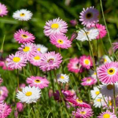 EVERLASTING PAPER DAISY FLOWER SEEDS Strawflower Helichrysum Mixed ...
