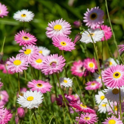 EVERLASTING PAPER DAISY FLOWER SEEDS Strawflower Helichrysum Mixed ...