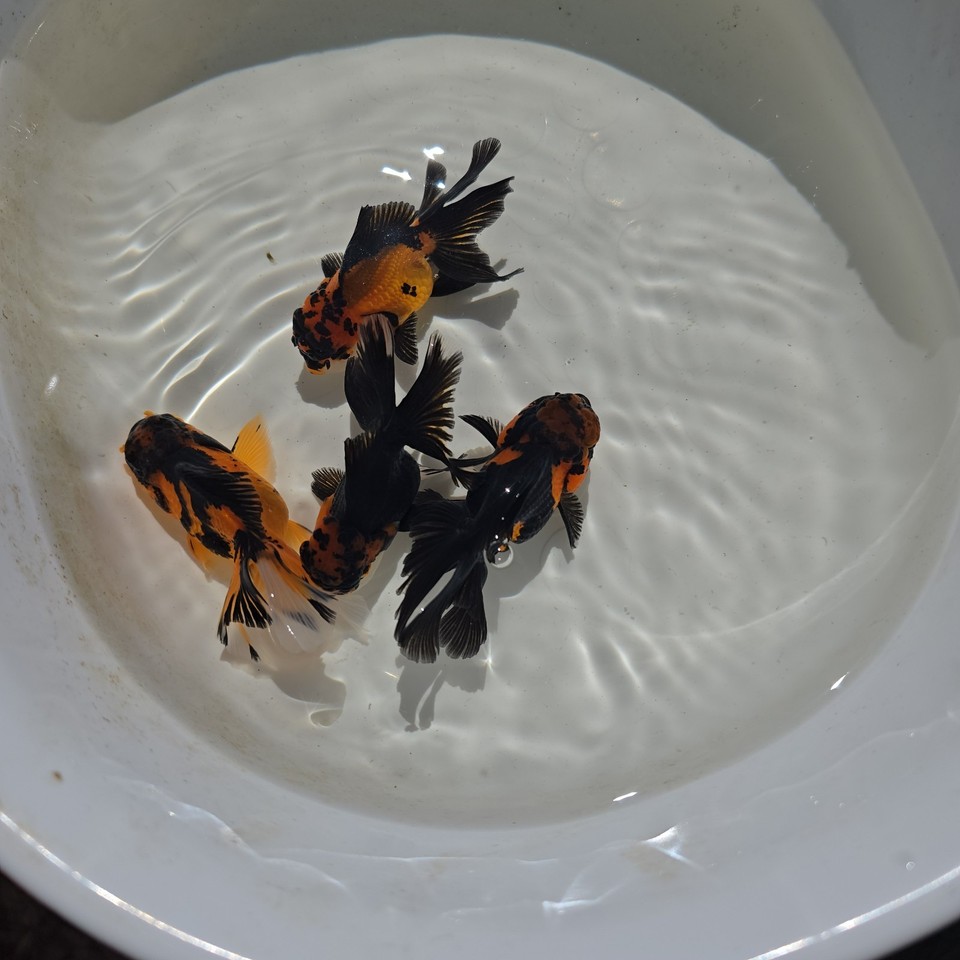 Live Fish Oranda Goldfish Juvenile APACHE Red Black 2-2.5 inch Volume ...