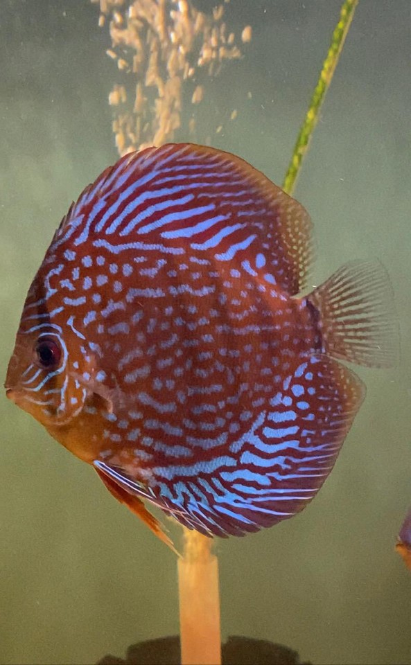 Pack of 2 live Discus fish - Red Turquoise - Size 6"- 6.5". Import ...
