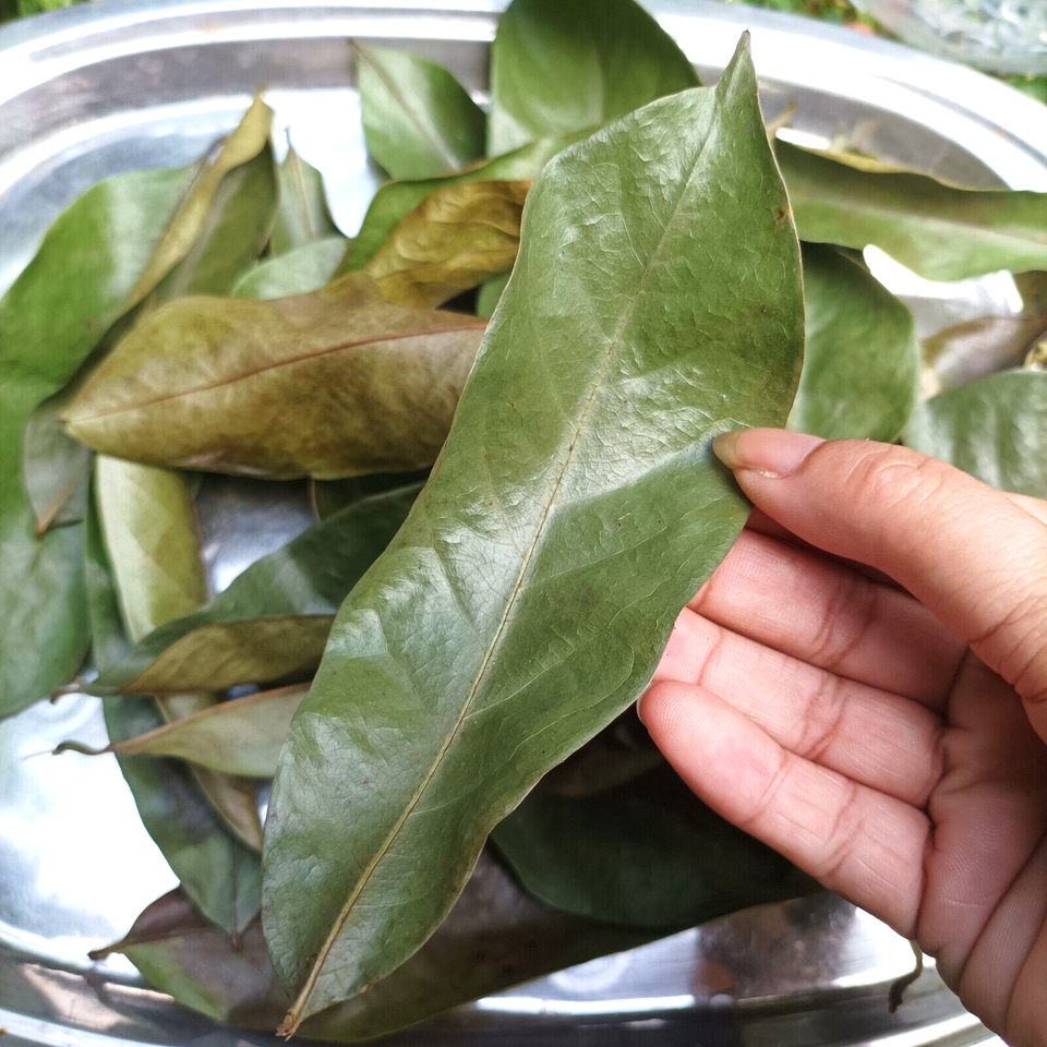 Dried Soursop Organic Natural Tea Leaves Graviola Hojas Guanabana ...