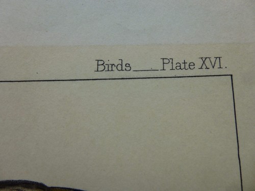 USPRR LITHOGRAPH CALIFORNIA HAWK PLATE XVI SARAH MELLON SCAIFE | eBay