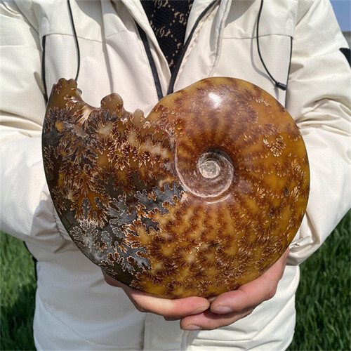 3.8LB Natural Ammonite fossil Quartz Crystal Mineral Specimen Reiki ...