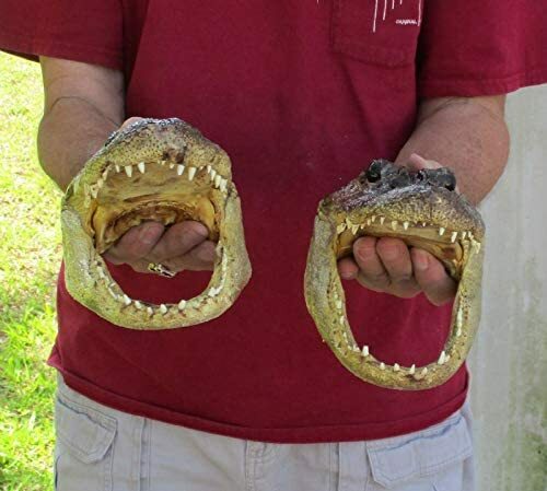 Two Headed Alligator