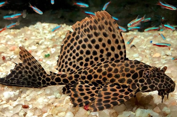 3 Wild Caught HI-FIN Columbian Spotted Pleco's L165 FREE SHIPPING! | eBay