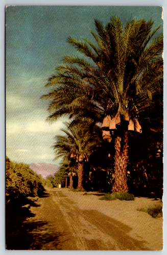 c1960s Coachella Valley California Palm Trees Dates Salton Sea Vintage ...