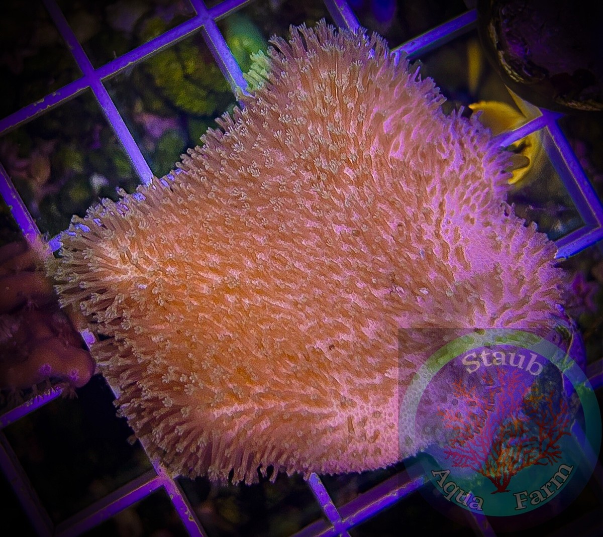 Toadstool Coral