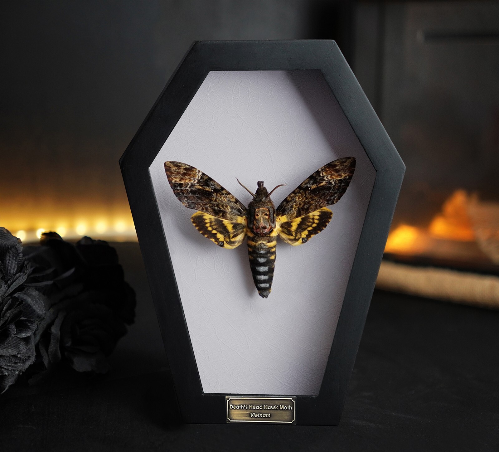 Real Death Head Moth Coffin Framed Gothic Decor Taxidermy Insect Bugs ...