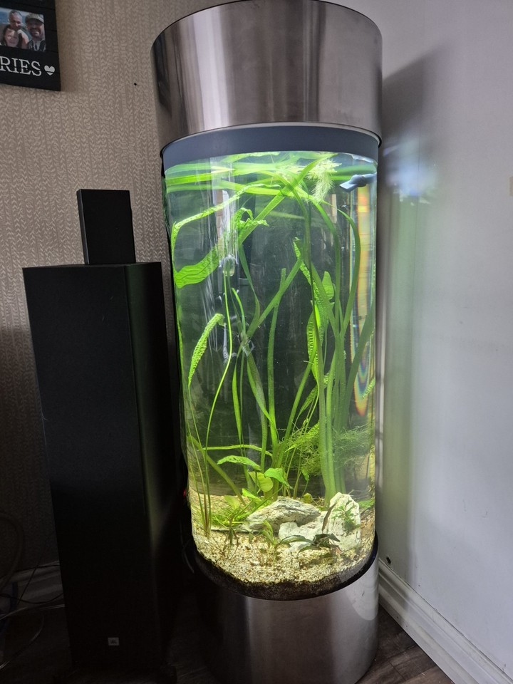 Large Column/Cylinder Fish Tank Aquarium | eBay UK