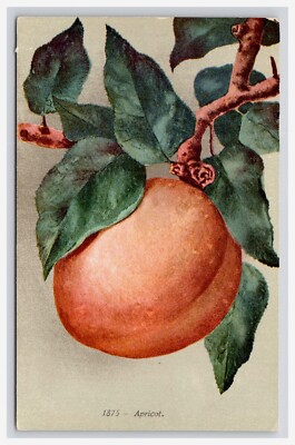Postcard: Food #1875: Apricot - Unposted | eBay