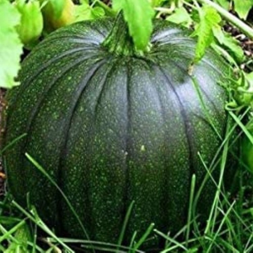 Italian Squash Zucca De Lungo Verde Seeds | NON-GMO | Fresh Garden ...