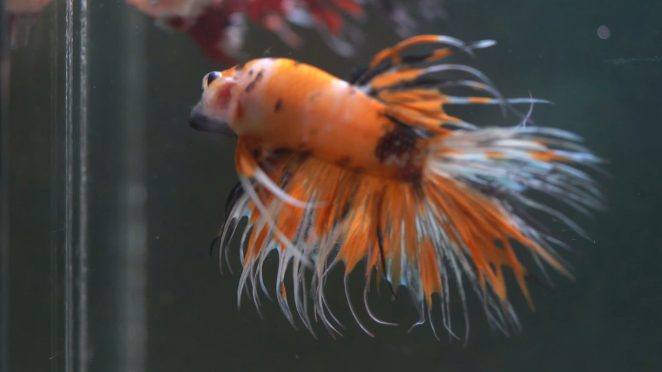 LIVE BETTA MALE CROWN LEOPARDS : Unique Fish | BOM-A296 | eBay