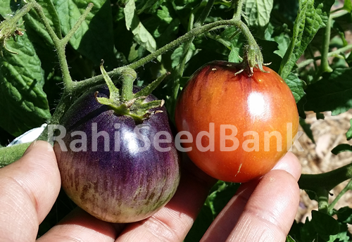 Dark Tiger Tomato - 10 Seeds! | eBay