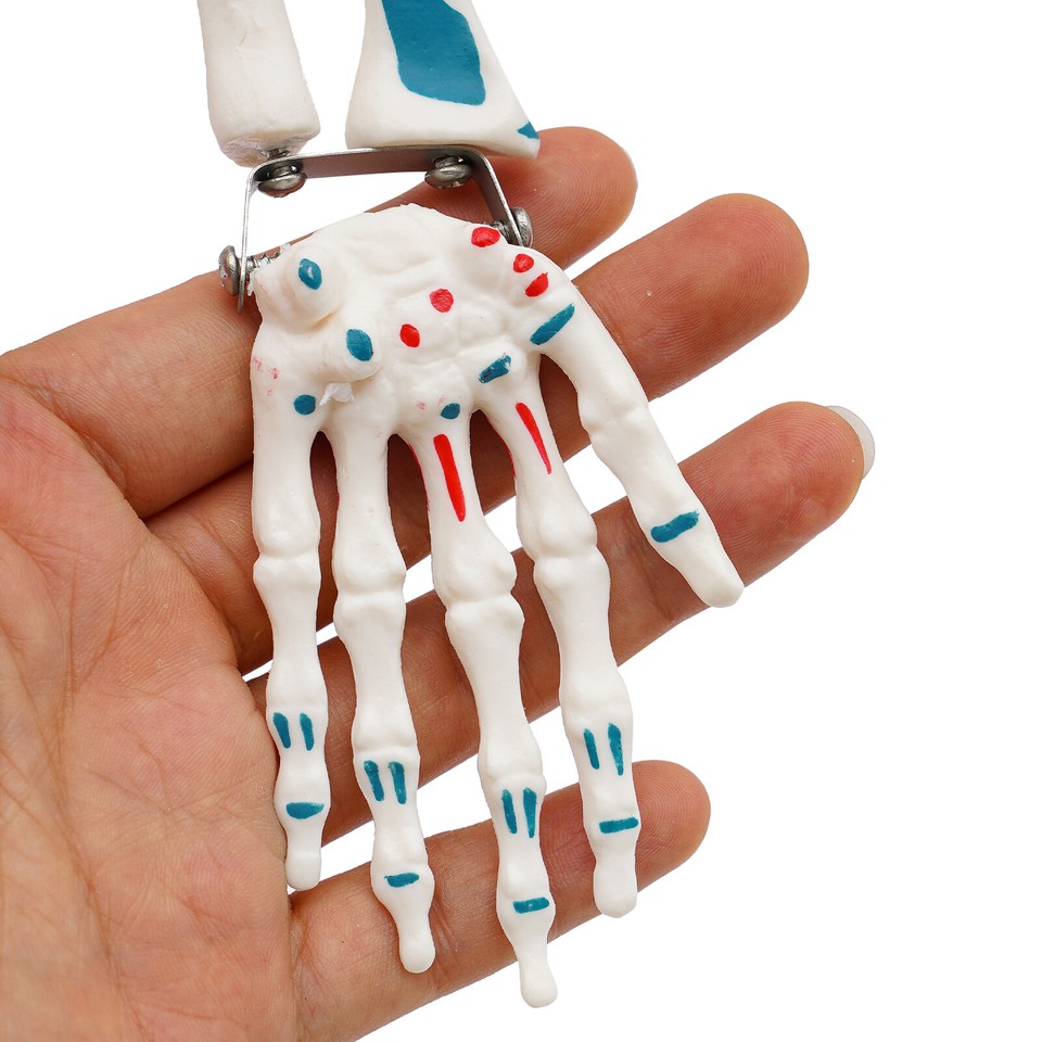 34 Inch Human Skeleton Model Half Life Size Freestanding Human Skeleton ...