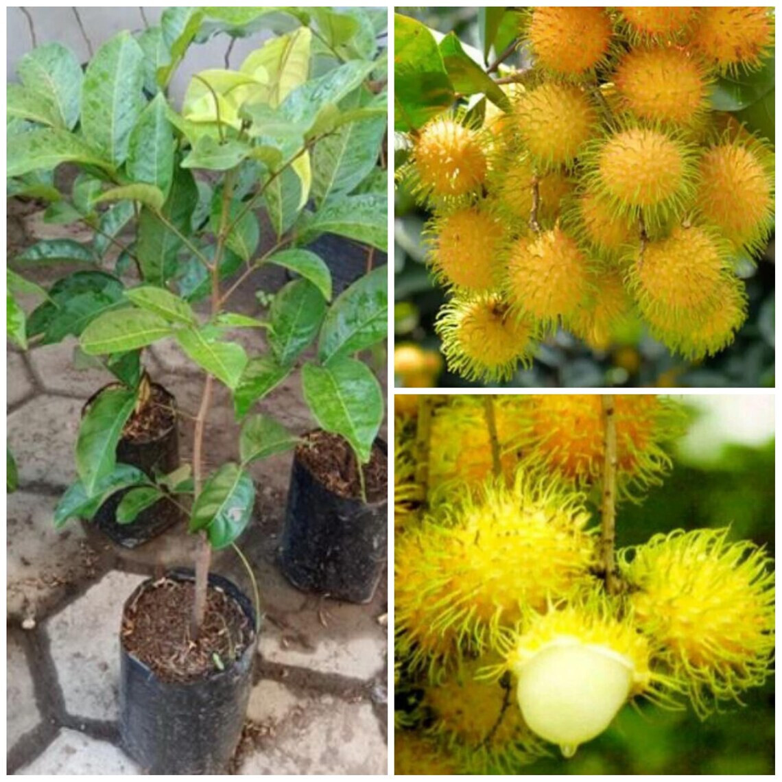 Graftedd Yellow Rambutan Fruit Tree | eBay