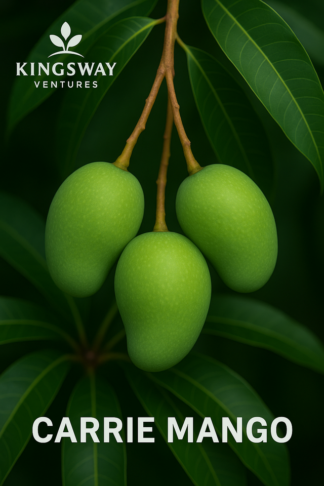 Rare Grafted Mango & Avocado 3 Gallon Trees Over 100 Varieties Coconut ...