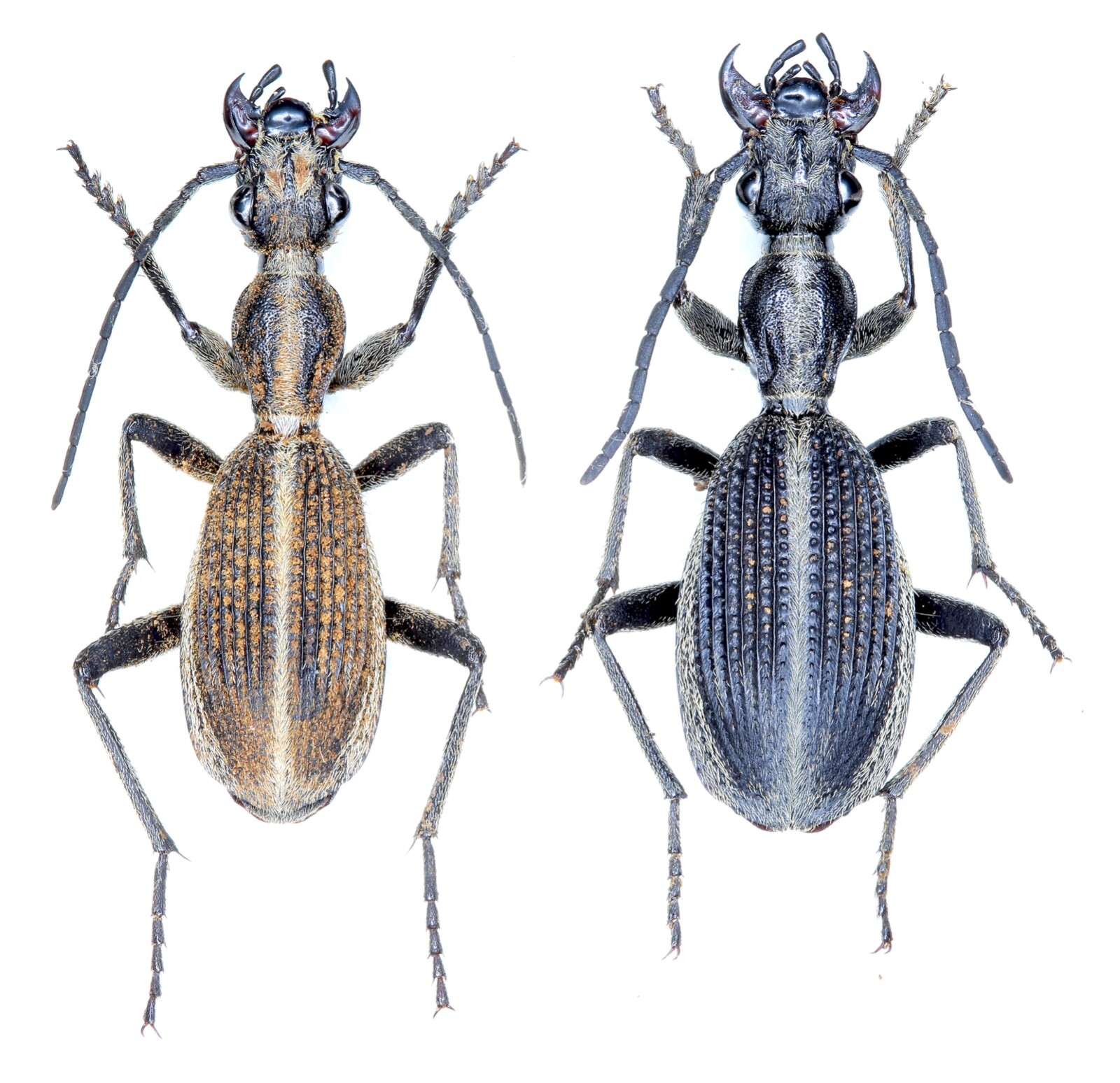 Carabidae, Anthiinae, Cypholoba caillaudi ssp. biscutellata, pair ...