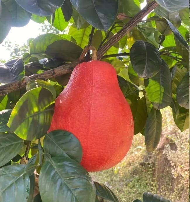10+ High Germination Red Pomelo Citrus Maxima Red Flesh Bonsai Fruit ...