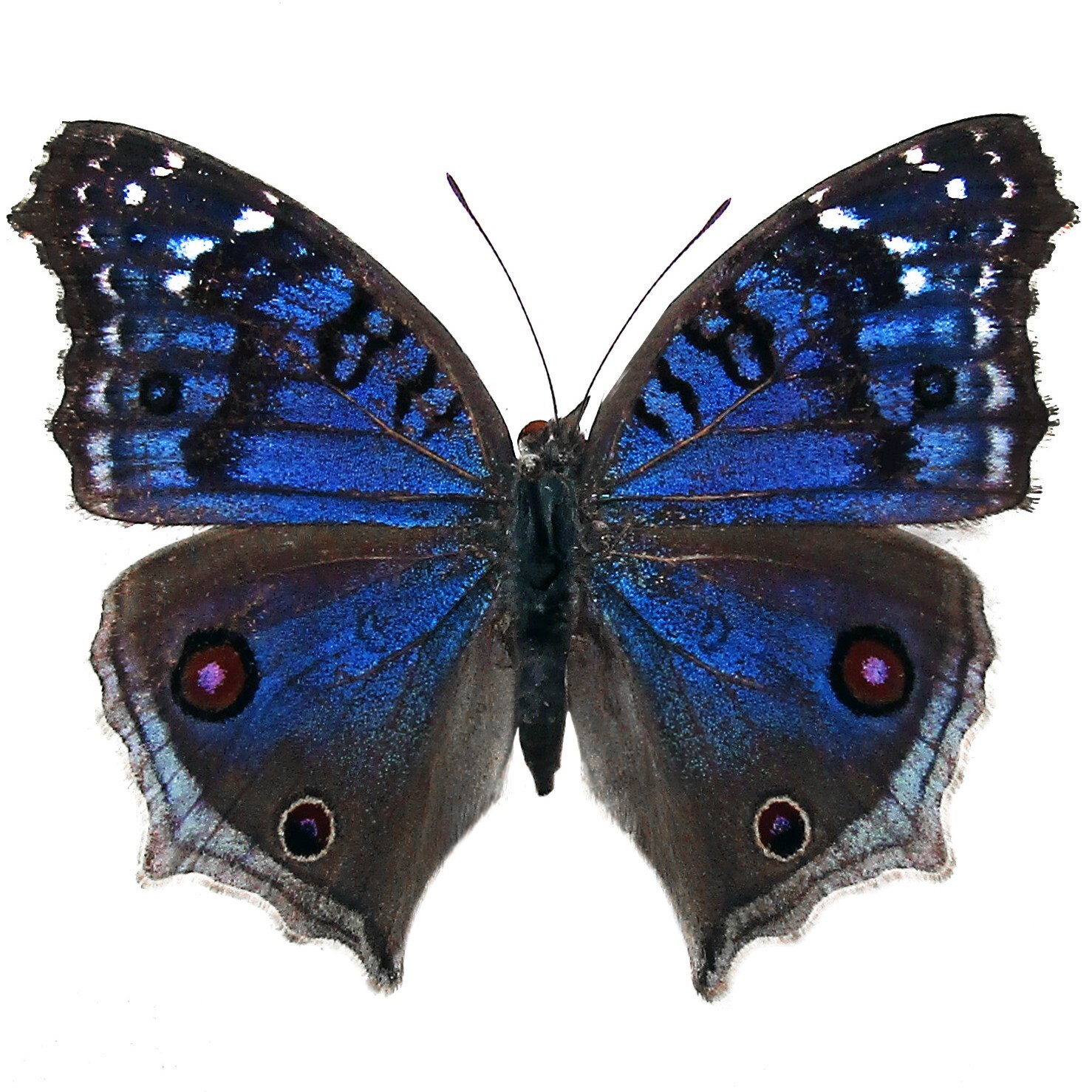 Precis rhadama FEMALE blue buckeye butterfly Africa UNMOUNTED/WINGS ...