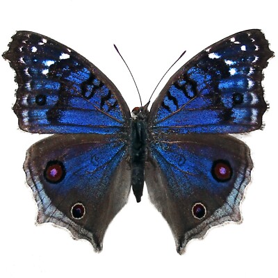 Precis rhadama FEMALE blue buckeye butterfly Africa UNMOUNTED/WINGS ...