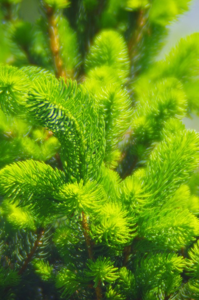 Spectra Coligon 135mm f2.8 lens, Exakta mount, 20 blades, silver ...