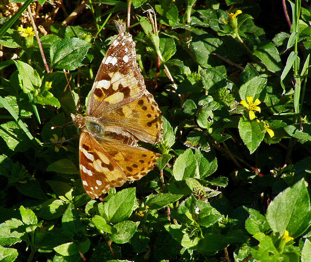 straggler daisy, horseherb (Calyptocarpus vialis)—150/400 seeds ($12 ...