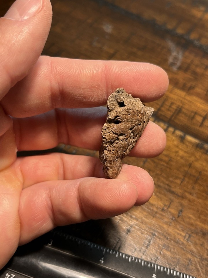 Ankylosaur Armor Scute Section Dinosaur Fossil Hell Creek Formation, MT ...