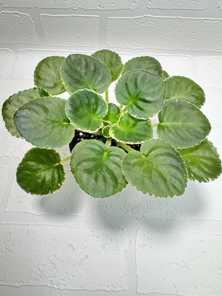 African Violet Plant **Hunter's Hight Country ** Variegated STD | eBay
