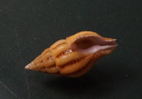 Peristernia Incarnata 25.3 mm F+++/GEM Unusual collectible Specimen WOW! | eBay